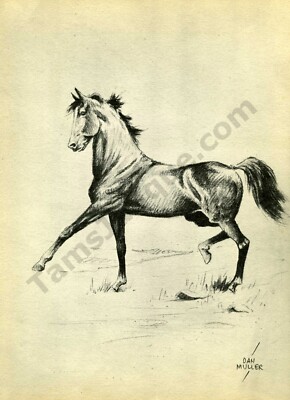 1936 Horse Art by Dan Muller - The Cakewalk - BOOK PAGE LITHO ART (1517 ...