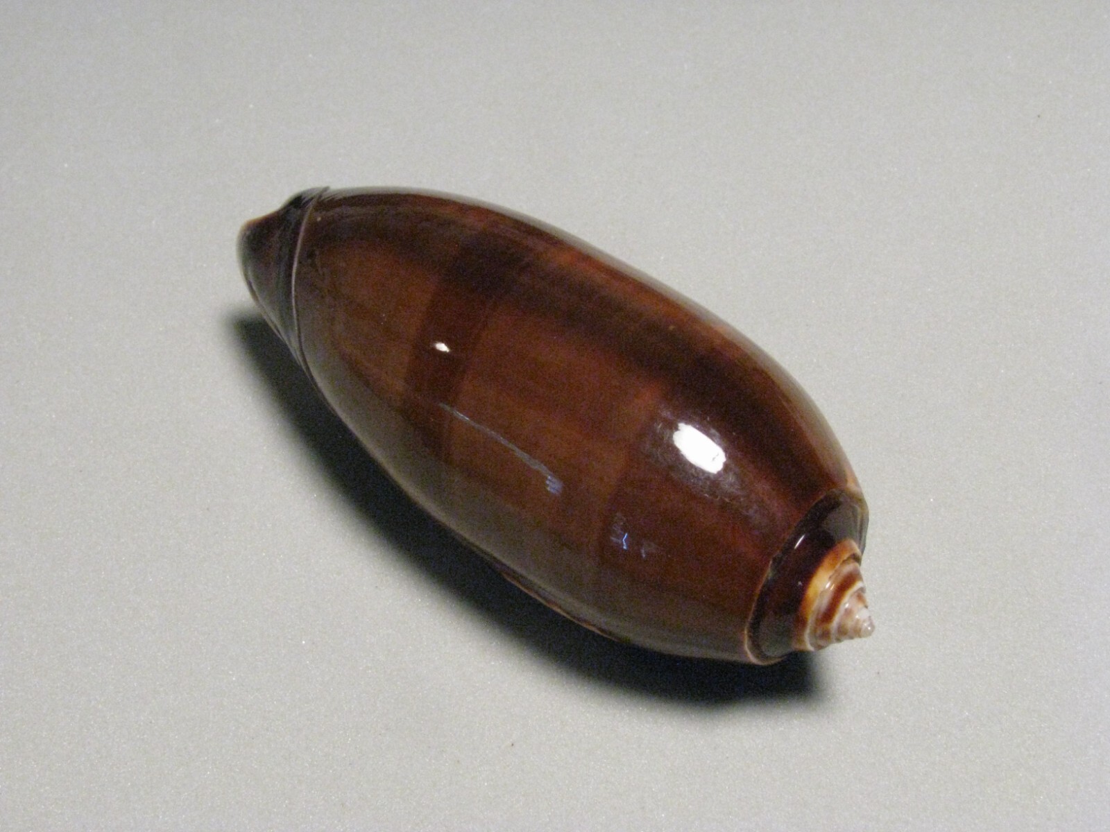 Oliva miniacea f. marrati Johnson, 1910 "GIANT!" (71.5mm) | eBay