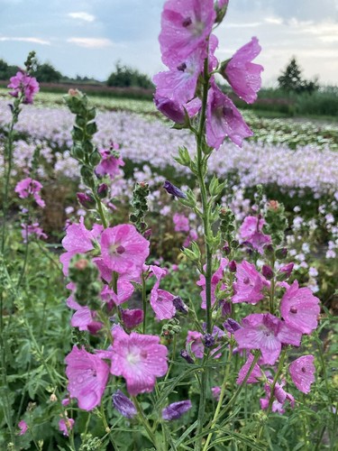 Two Pink Prairie Mallow 'Party Girl' (5cm Transplants or Plugs) Free UK ...