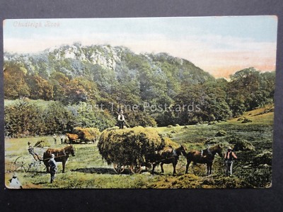 Devon CHUDLEIGH ROCK Harvest Time Gathering Hay in Field c1905 by ...