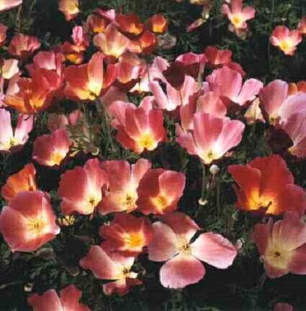 500 CARMINE King CALIFORNIA POPPY Pink Eschscholzia Californica Flower ...