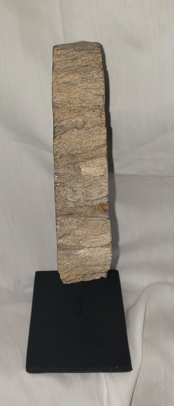 Polished Petrified Wood Slab Display Specimen Black Brown Stand 5 Inch ...