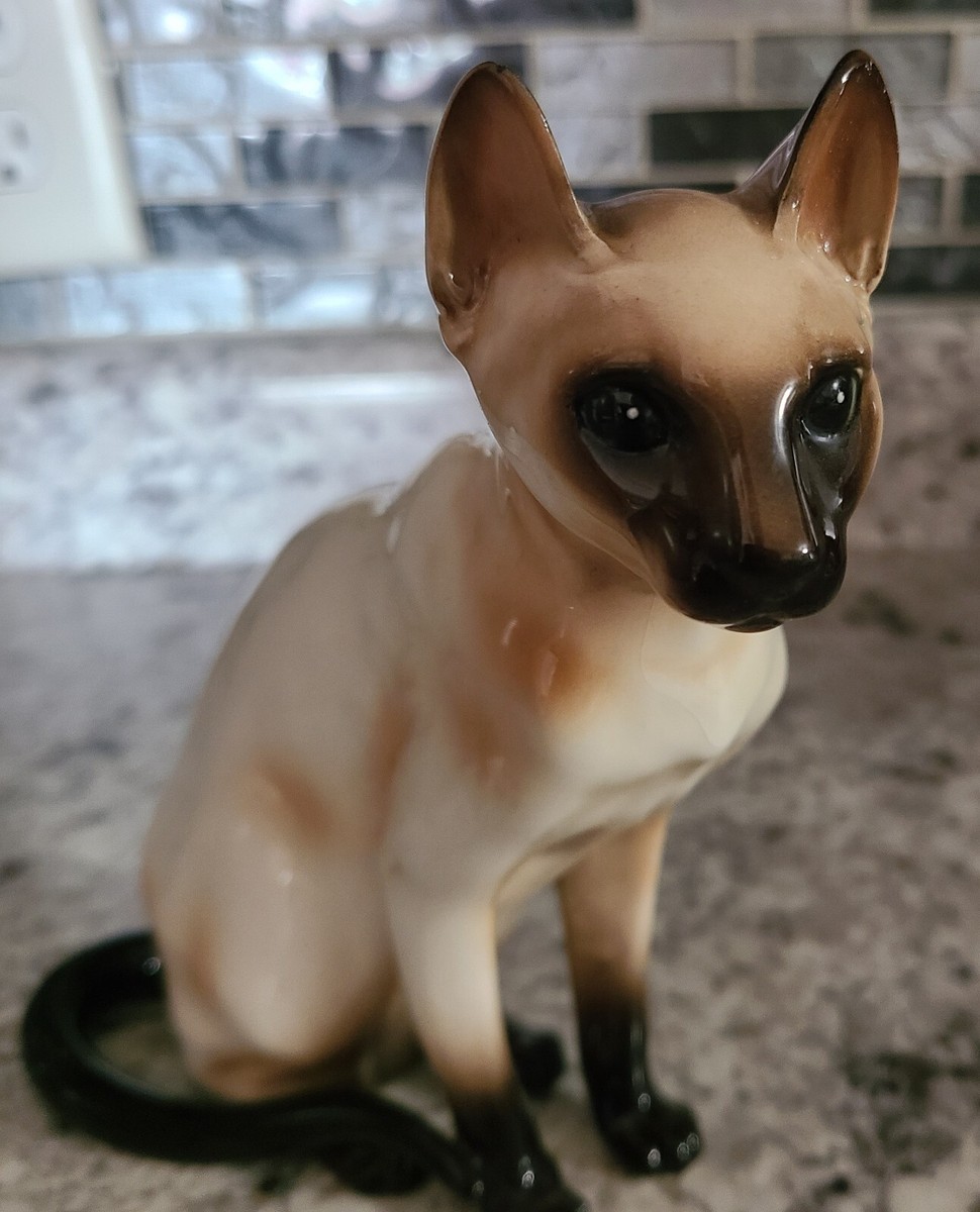 Chocolate Siamese Cats Siamese Cat Breed Health And Care | PetMD