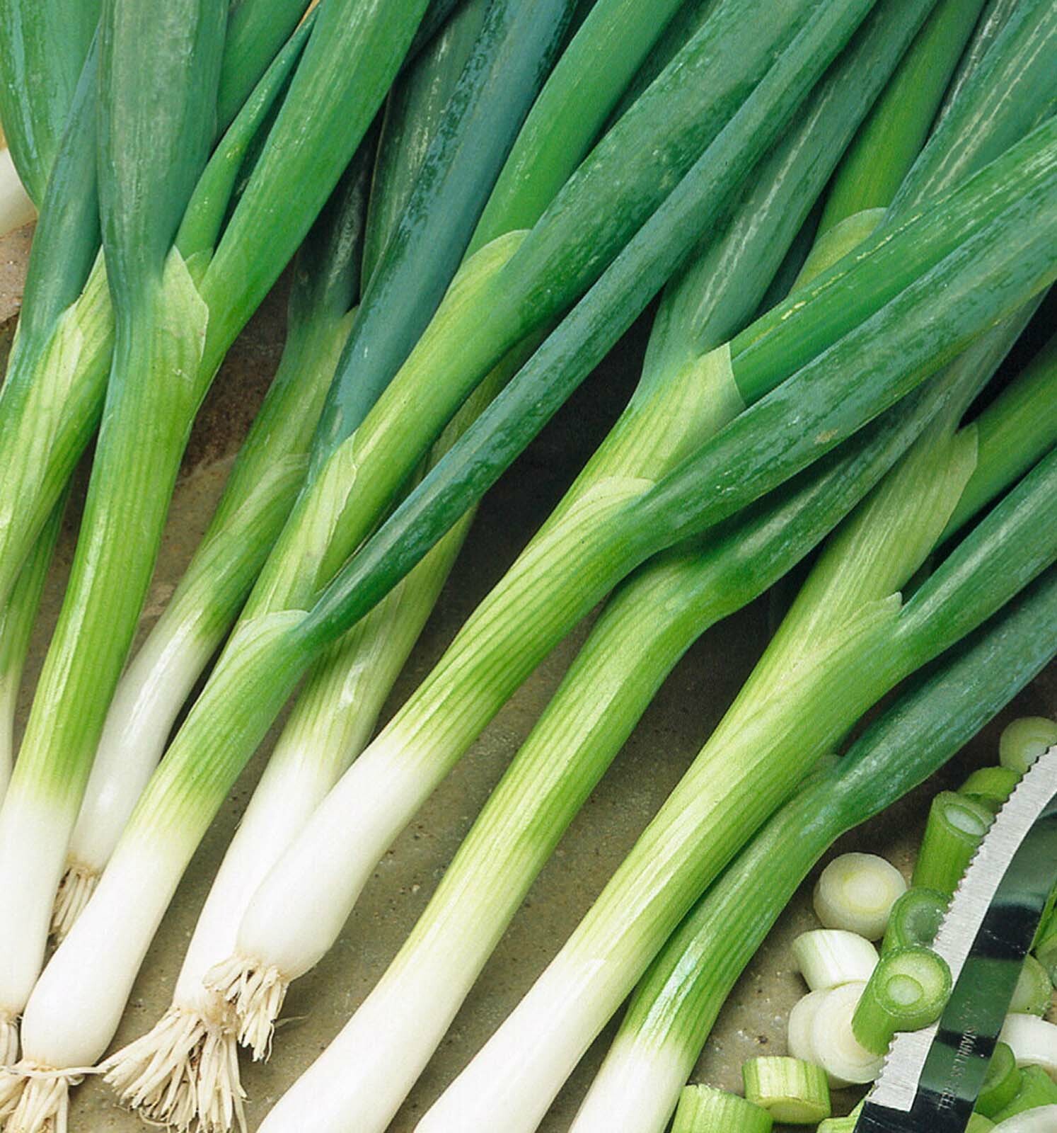 250 Graines de Ciboule japonaise Kyoto Kujo Negi non traitées - Ciboule ...