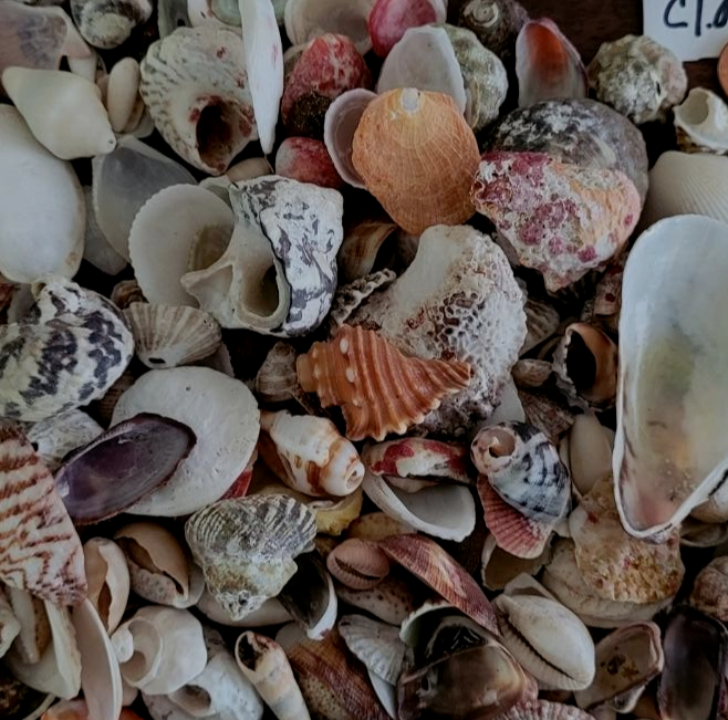 Large Collection of Assorted Seashells Small - Medium- Bulk Lot C102 ...