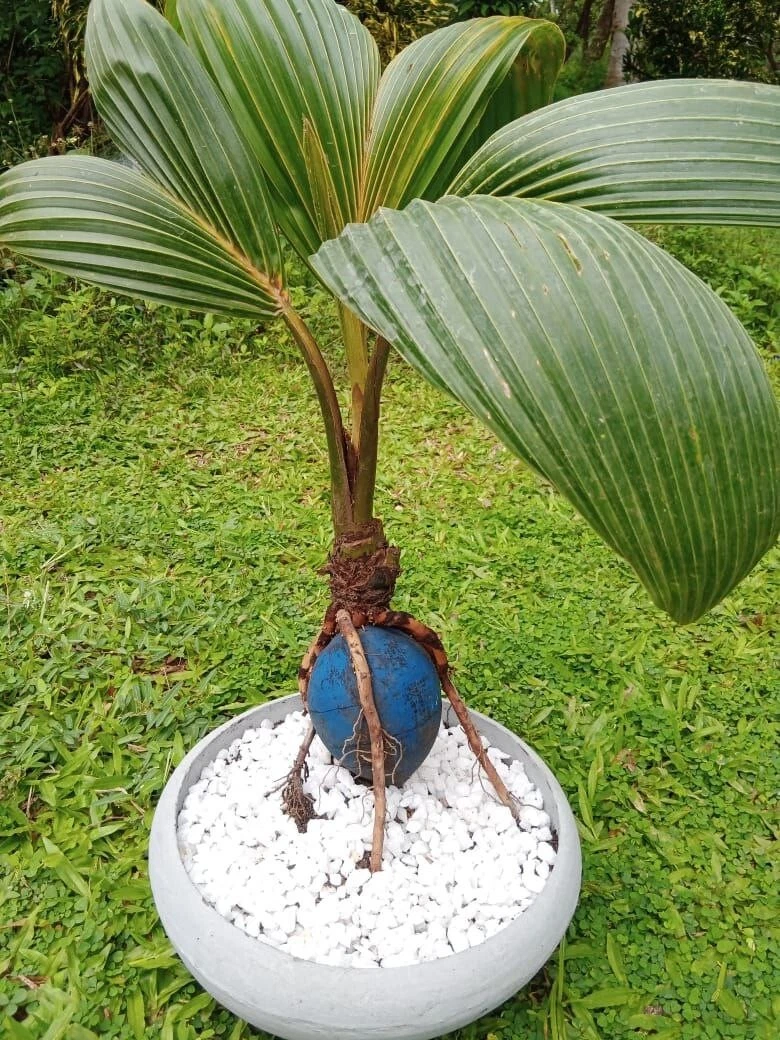 Coconut Bonsai Tree