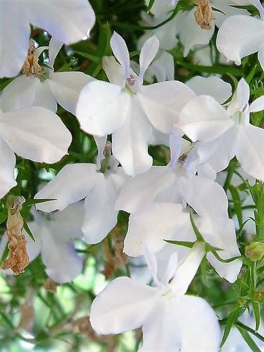 200 WHITE LOBELIA REGATTA Lobelia Erinus Container Flower Seeds ...