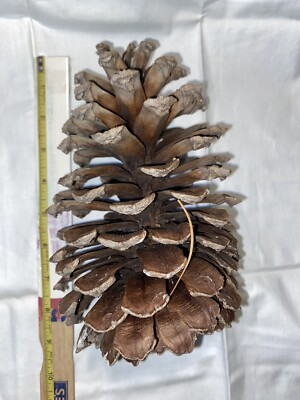 extra large pine cone | eBay