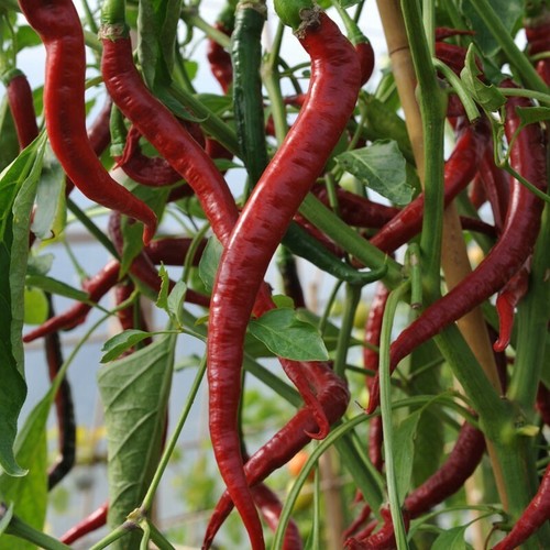 VERY HOT Long Cayenne Chilli pepper HEIRLOOM 30+ seeds 100% Organic ...