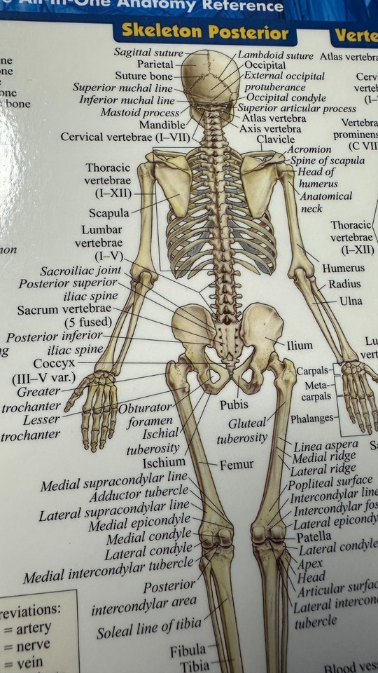 Anatomy Quickstudy Laminated Reference Guide Medical Anatomy Chart | eBay