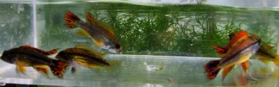 pair apistogramma cacatuoides triple red cichlids | eBay
