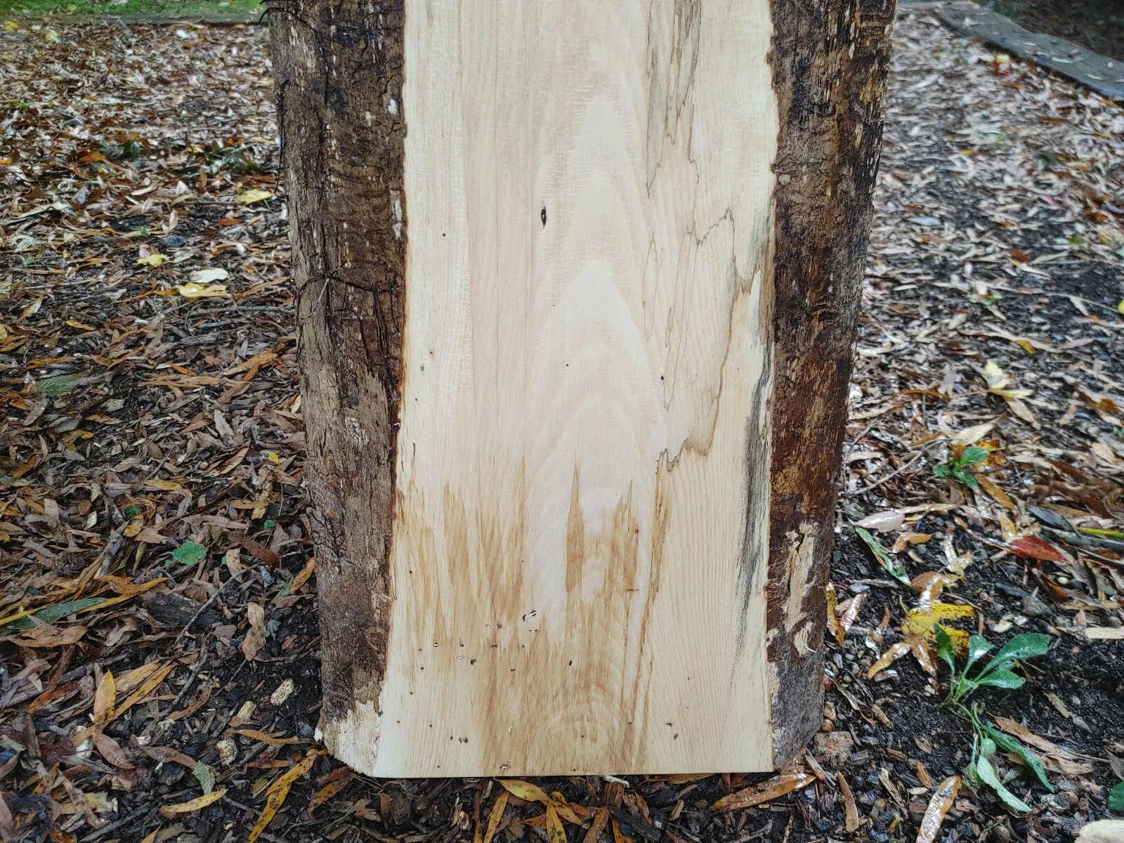 Wormy Ash slab (Live edge) thick slab | eBay