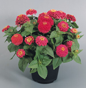 Zinnia Zinnita Rose 250 seeds | eBay