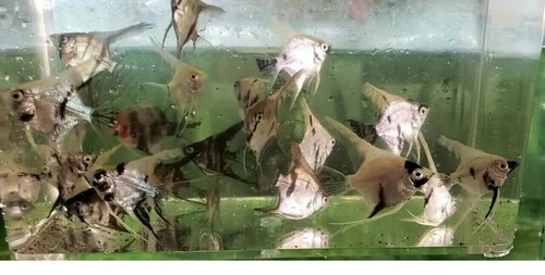 (3) Assorted Color Angelfish Live Freshwater Aquarium Fish | eBay