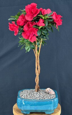 Bonsai Tree Braided Flowering Red Azalea 13"H Flowering Indoor Azalea ...