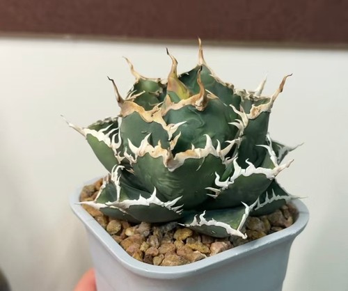 Rare Cacti Agave Titanota ‘Neptune’ WYSIWYG mother plant Lighting ...