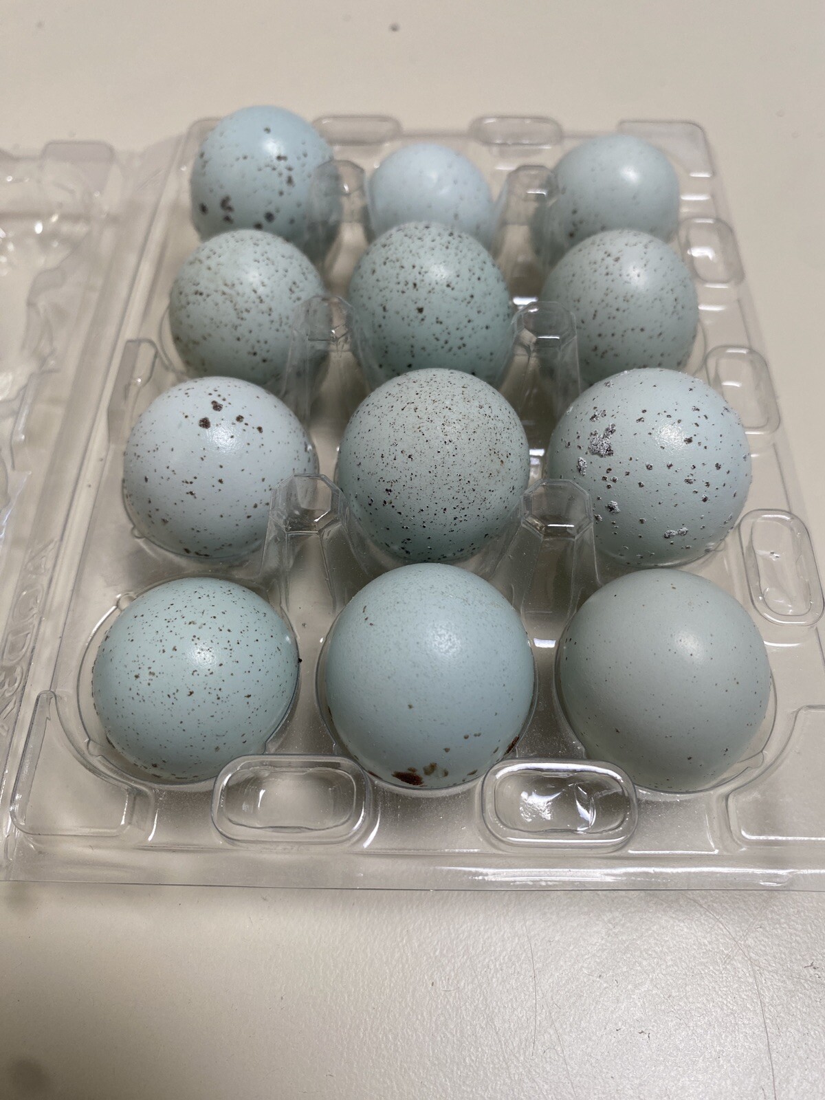 18-Rare Mix-Celadon Falb Fee Pansy Sparkly Pearl-Coturnix Quail ...