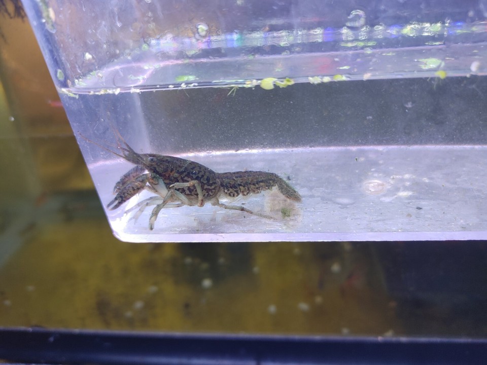 2 breeding size CLONING MARMORKREB CRAYFISH aquarium lobster crab ...