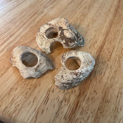 Three Clam Shells Used Th Make Shell Buttons. | eBay