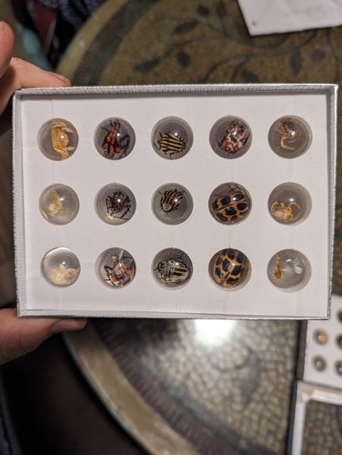 15pc Bug Marbles Box Crab Scorpion Beetle Cool Creatures, Educational ...