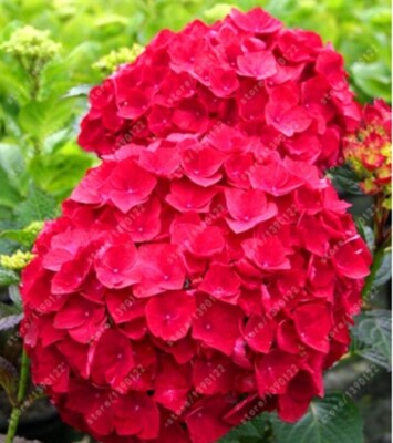20 SEEDS for Cherry Red HYDRANGEA RARE flower exotic bush home plant ...