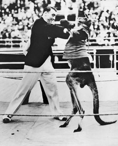 Boxer And World Heavyweight Champion Primo Carnera 1930s Boxing Photo ...