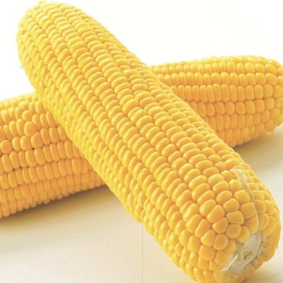 CORN SWEET Jolly Roger 20 seeds - 400g OPEN-POLLINATED vegetable garden ...