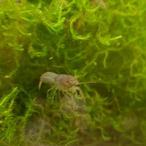 10 least Dwarf Crayfish MICRO Lobster Cambarellus diminutis live ...