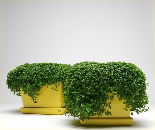 Mini Minze (Mentha Requienii) Korsische Neuwertig, ca: 10 Pelletsamen ...