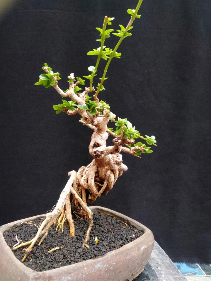 bonsai tree premna microphylla. with phytosanytari | eBay