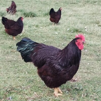 12+ Exhibition Rhode Island Red Hatching Eggs | eBay