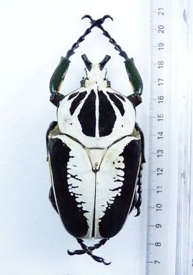 + ENTOMOLOGY, BEETLE: GOLIATHUS REGIUS MALE 92MM COTE D´IVOIRE OLD COLL ...