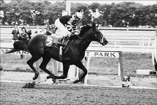 1970s Champion Race Horse Seattle Slew 18 Horse Racing Old Photo | eBay