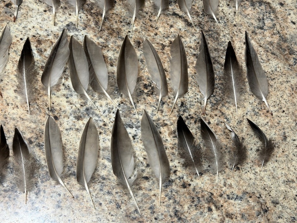 Pintail Duck Tail Feathers from 3 Drakes Fly Tying Material Salmon ...