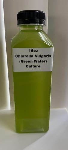 Live Chlorella Culture: 16oz of Green Water For Amoeba, Stentor, Mysid, Euglena | eBay