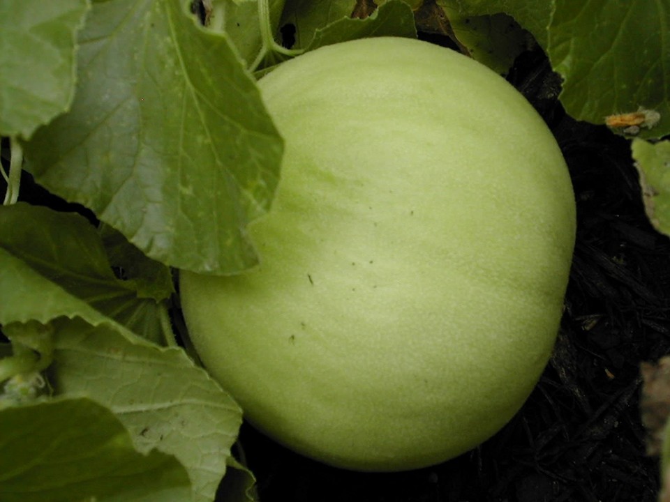 Honeydew Green Flesh Melon Seeds, NON-GMO, Variety Sizes Sold, FREE ...