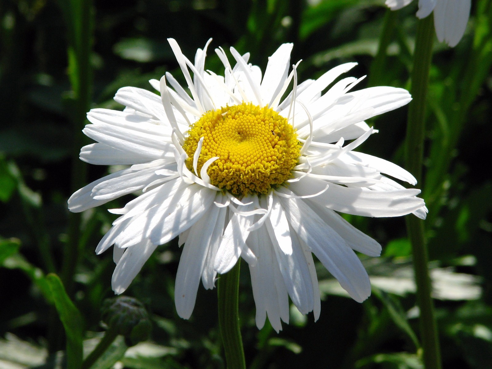 Leucanthemum CRAZY DAISY DOUBLE SHASTA DAISY Seeds! | eBay
