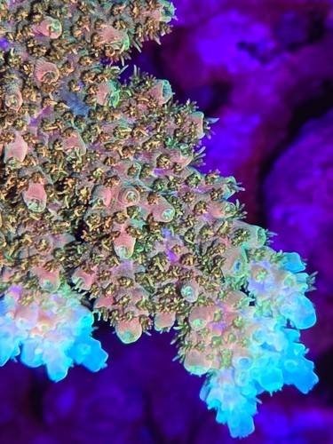 TSA Bill Murray Acro Acropora SPS Live Coral | eBay