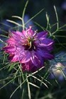 50+ NIGELLA PERSIAN MULBERRY ROSE LOVE IN THE MIST FLOWER SEEDS ...