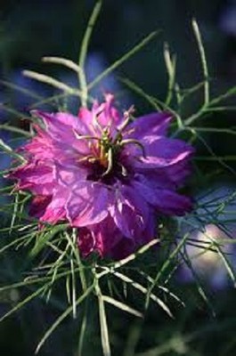 50+ NIGELLA PERSIAN MULBERRY ROSE LOVE IN THE MIST FLOWER SEEDS ...