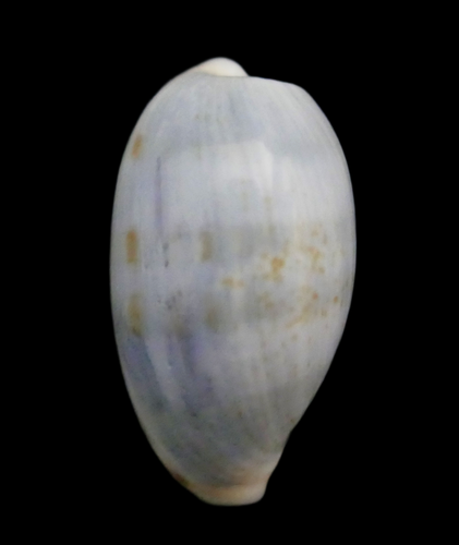 Cypraea (Erronea) errones azurea 23.6mm – HAWAIIAN WATERS – Self ...