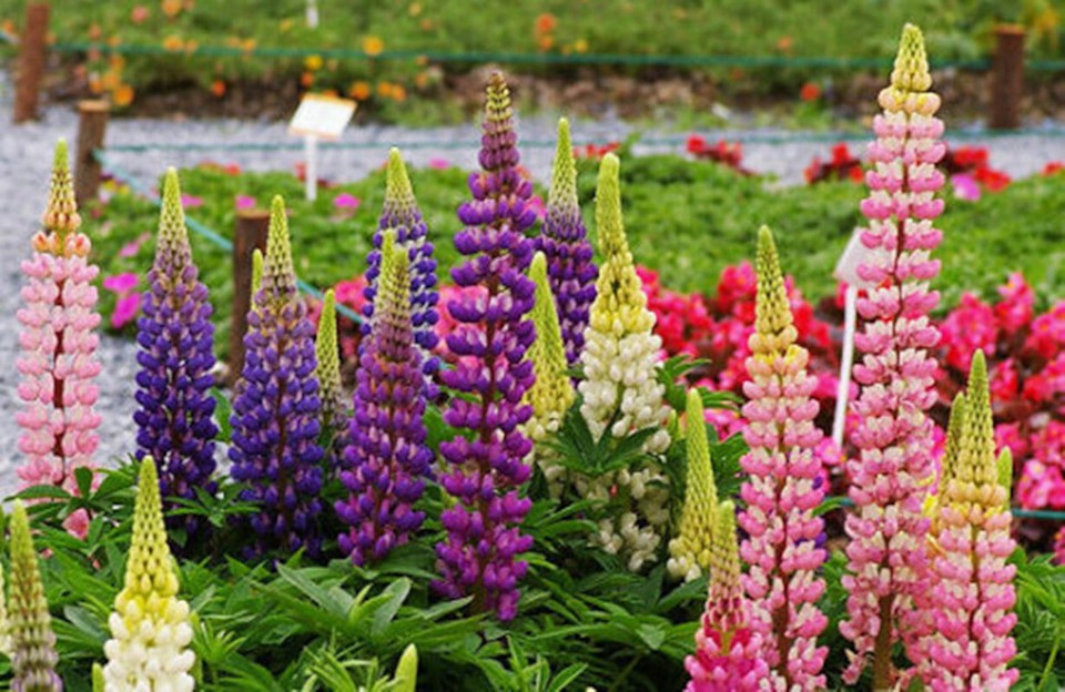 20 EXOTIC rare LUPINE SEEDS for garden flower beds plant bush USA ...