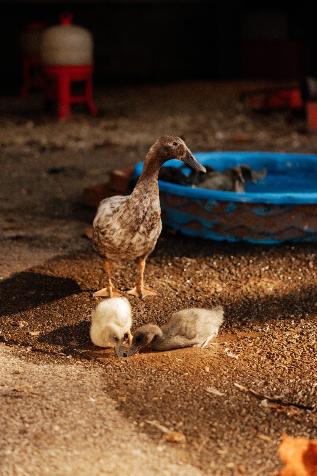 6 Fertile Duck Eggs For Hatching! Khaki, Blue Runner, Harlequin, Cayuga ...