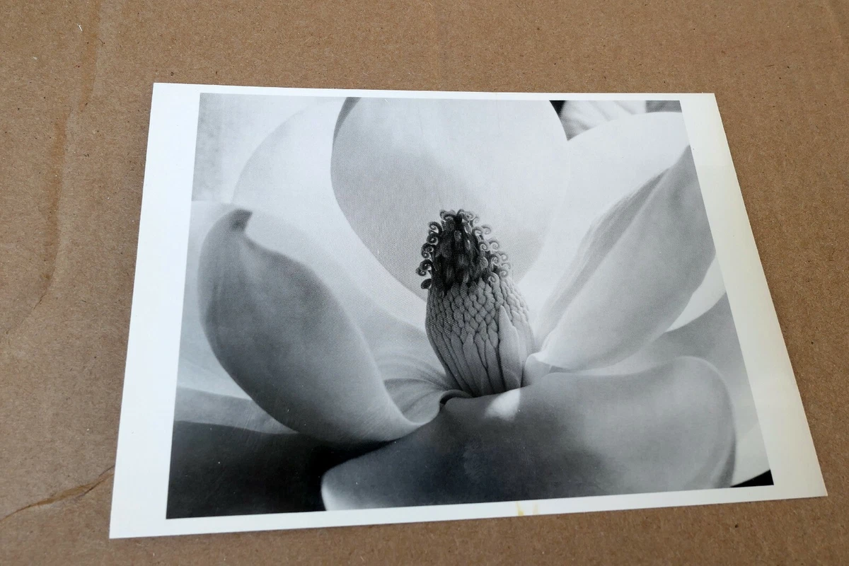 Imogen Cunningham Flowers | Best Flower Site