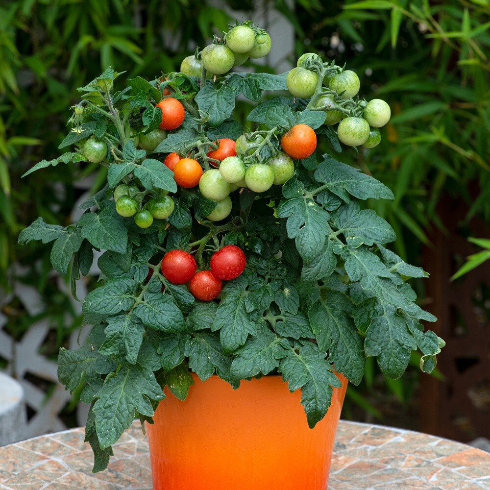 Cherry Tomato 'Veranda Red'. Plug Plant x 5. Grow your own tomatoes ...