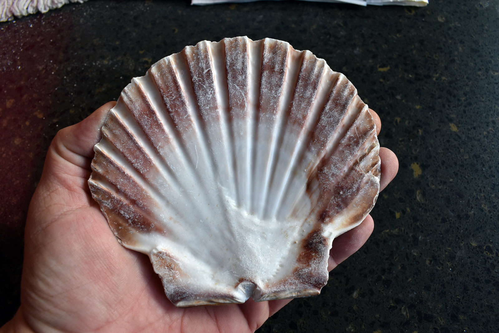 2 Large Irish Flat Scallop Shells Seashell 4"+ Crafts Beach Cottage Nautical Art | eBay