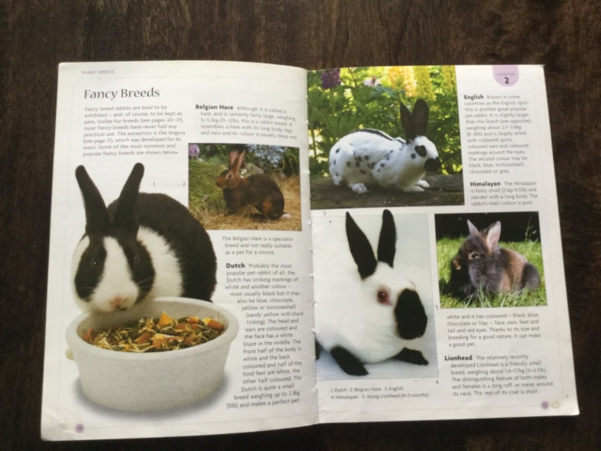 Kelinci Himalayan The Pets At Fabulous Home Purchase