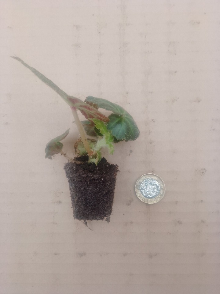 6 Begonia Nonstop Deep Rose Hanging Basket Jumbo Plug Plants | eBay UK