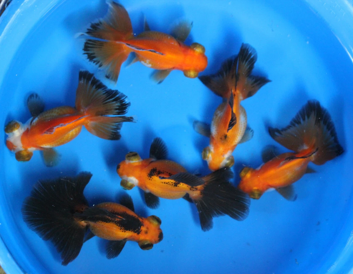 Orange Moor Goldfish