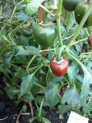 CASCABEL MEXICAN CHILLI PEPPER - RATTLE CHILLI - 24 SEEDS | eBay UK